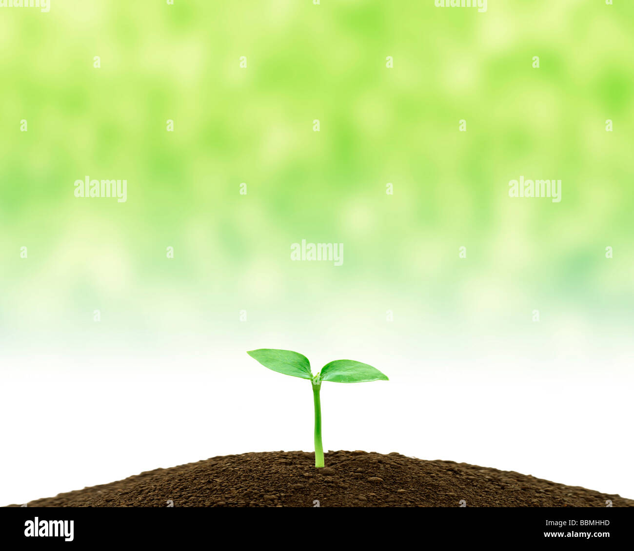 Plant seedling growing in soil, close-up Stock Photo - Alamy