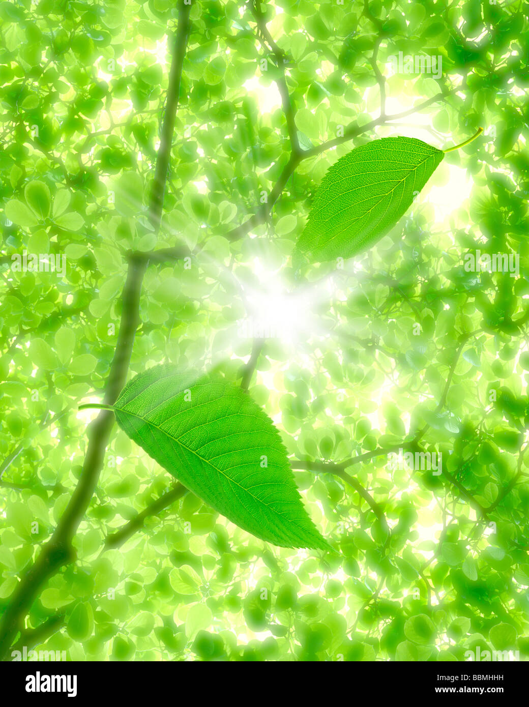 Sunshine through tree branches, low angle view Stock Photo - Alamy