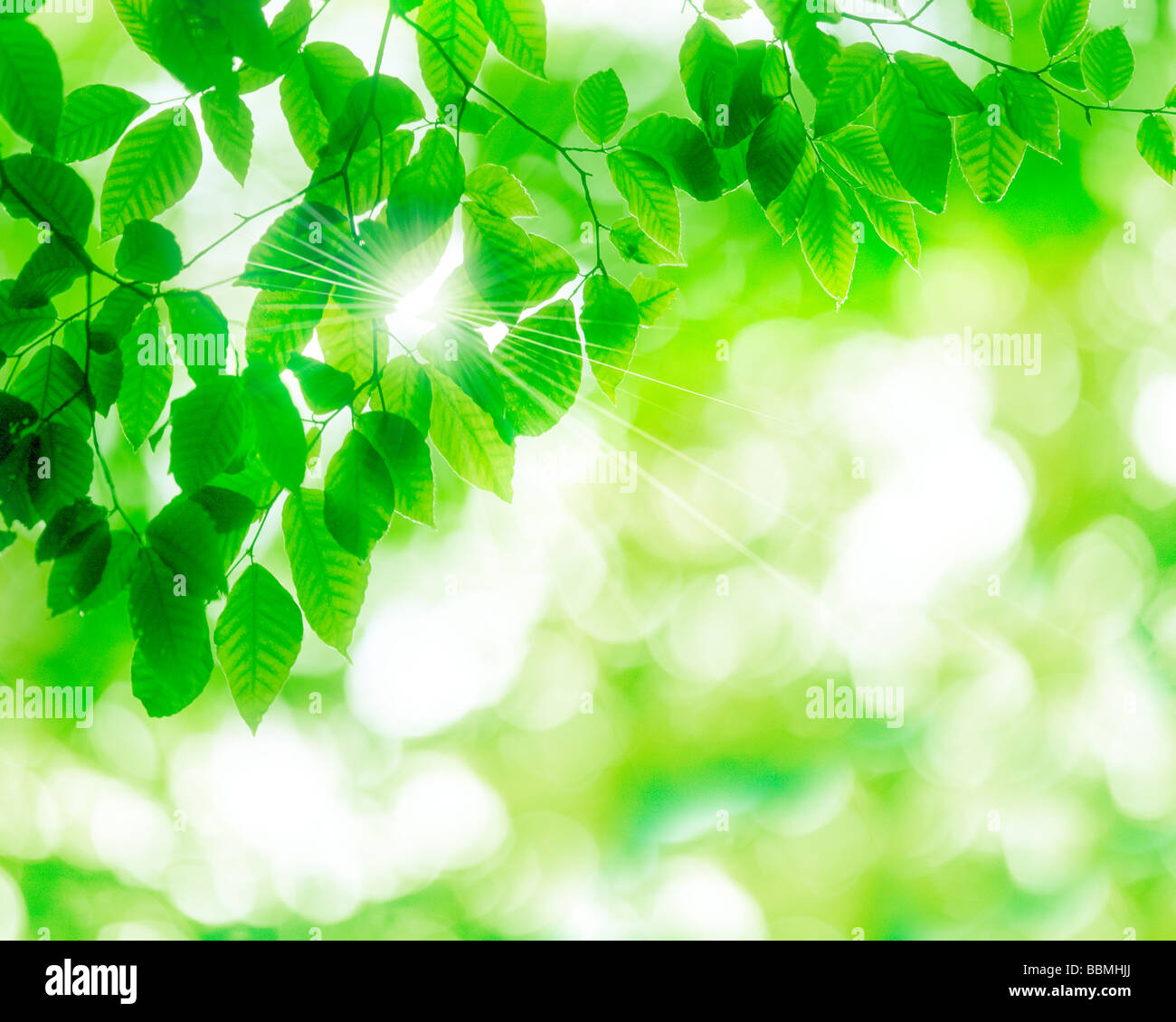 Sunshine through leaves hi-res stock photography and images - Alamy