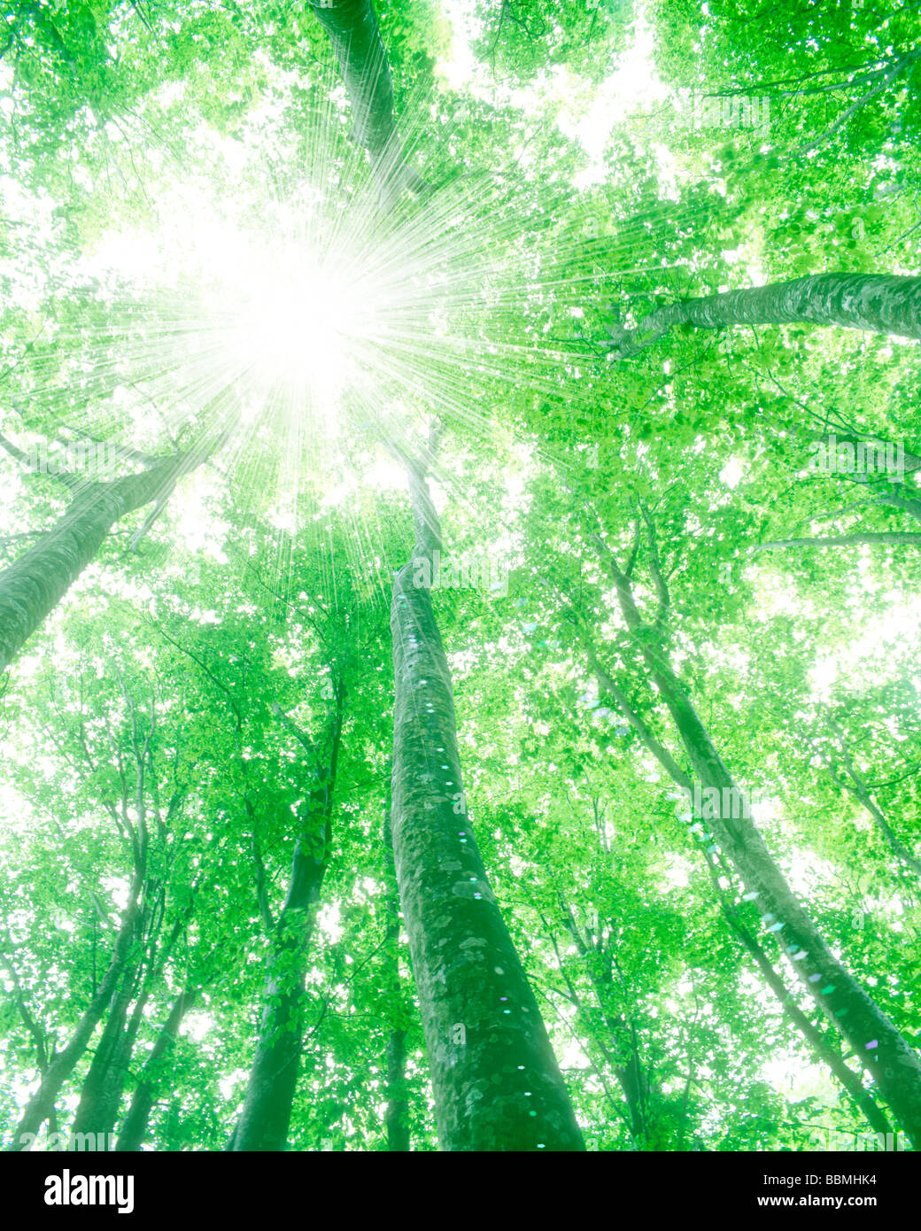 Sunshine through trees, view from below Stock Photo - Alamy