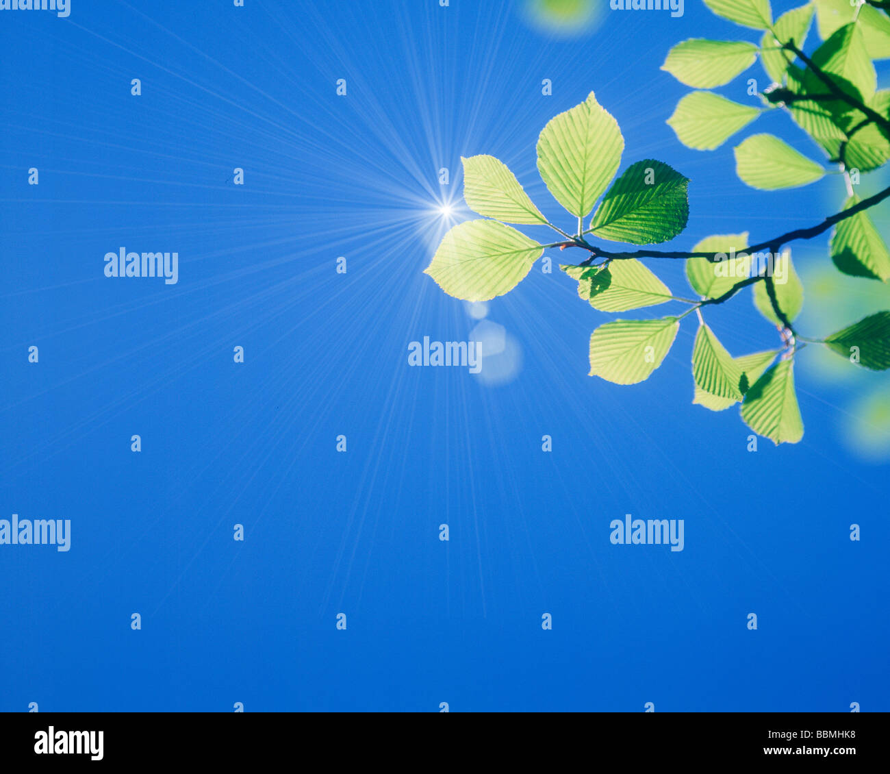 Photosynthesis Leaves Sun High Resolution Stock Photography and Images ...