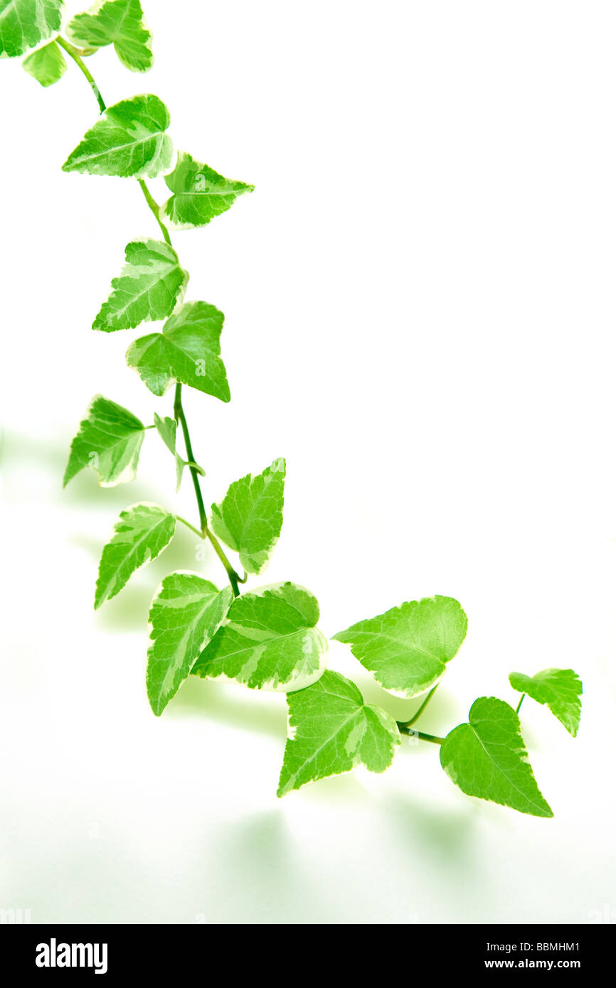 Vine on white background Stock Photo - Alamy
