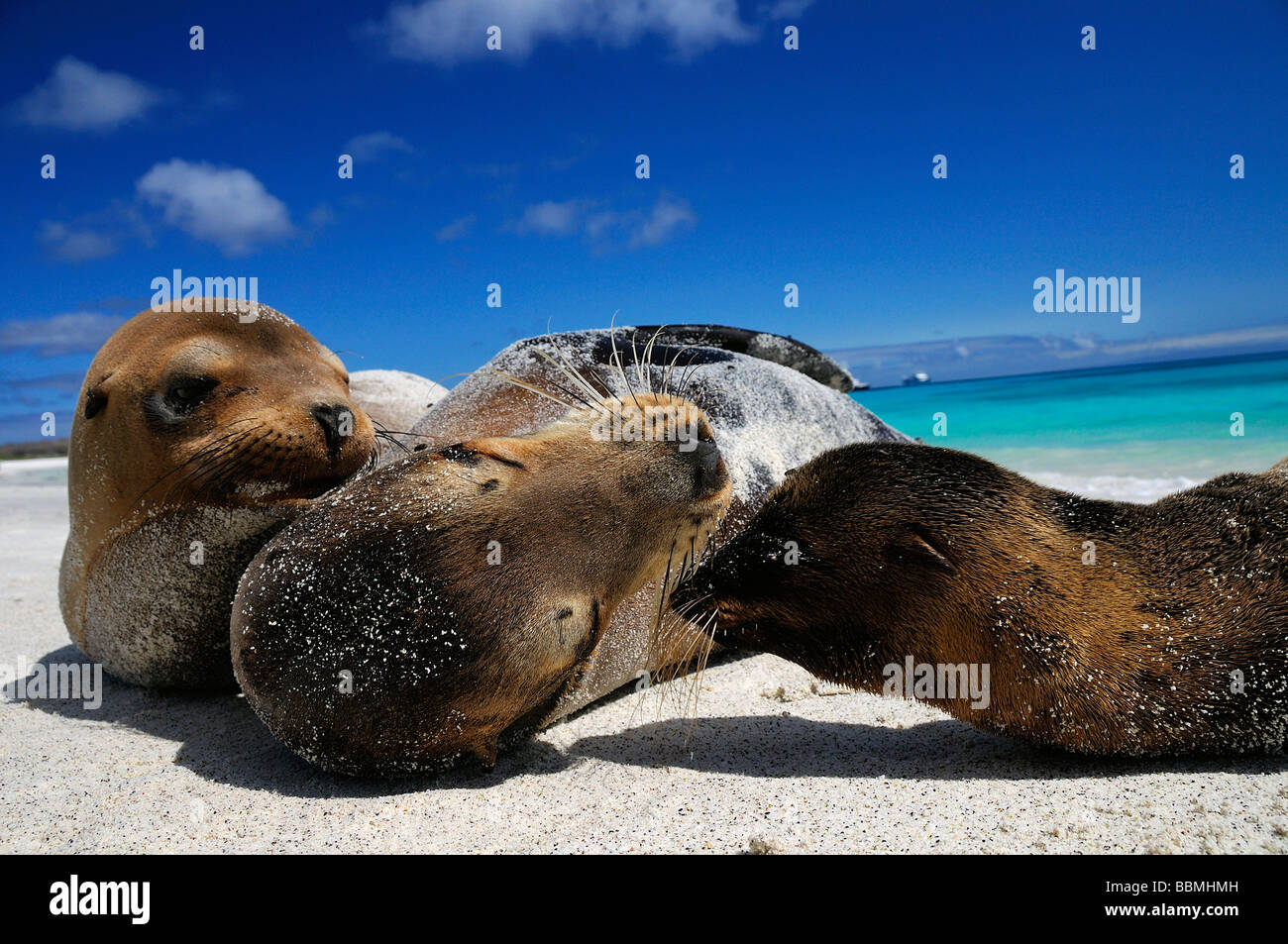 Galapagos Sea Lion Stock Photo - Alamy