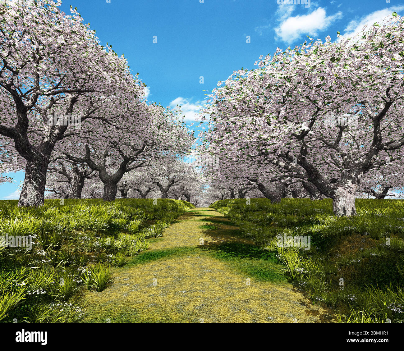 Cheery trees in blossom Stock Photo - Alamy