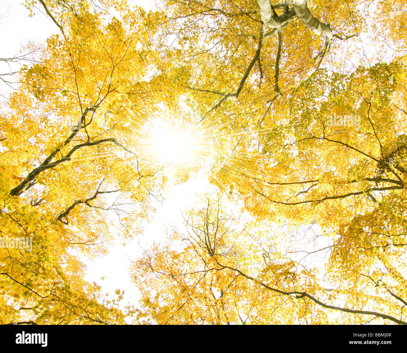 Sun shining through tree branches, view from below Stock Photo - Alamy