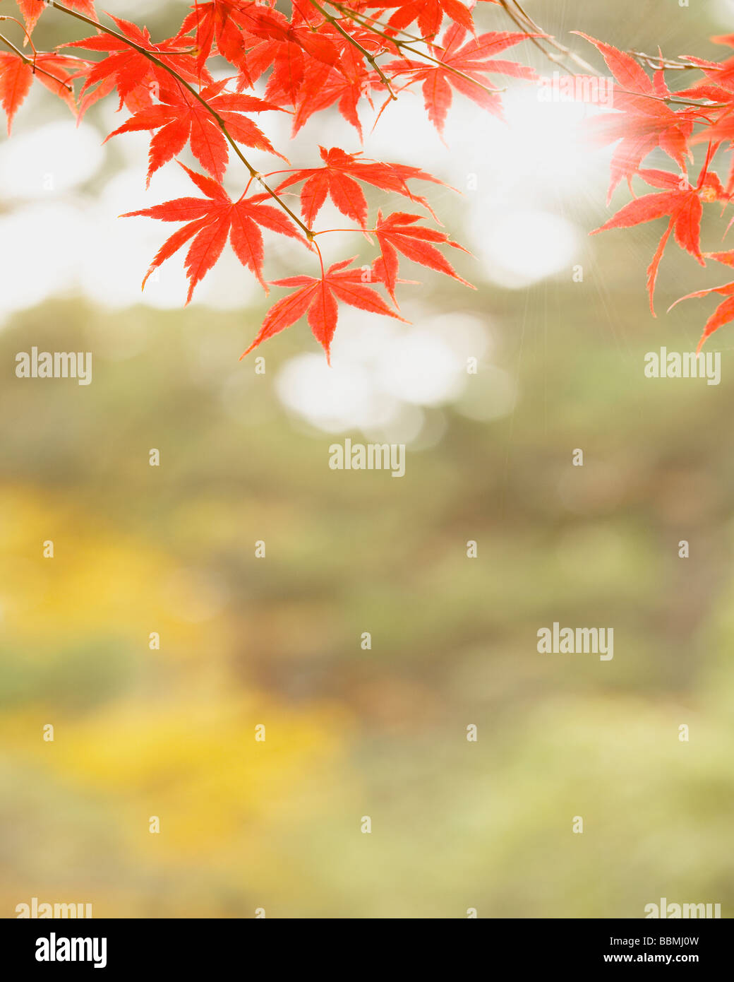 Red maple leaf, low angle view Stock Photo - Alamy