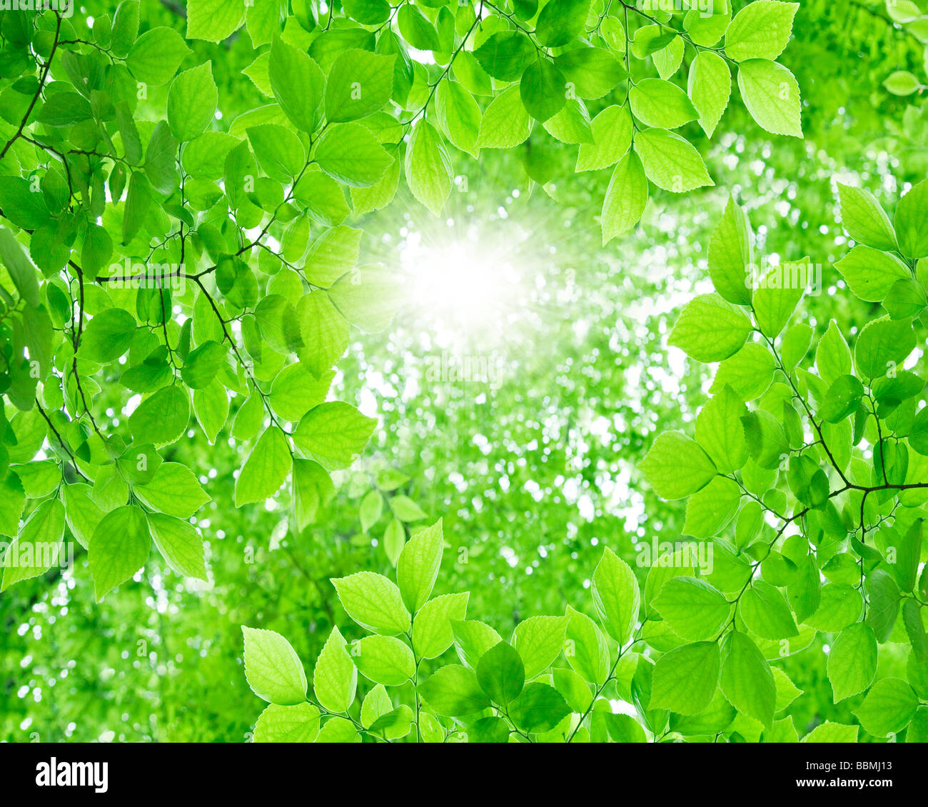 Sun shining through tree branches, low angle view Stock Photo - Alamy