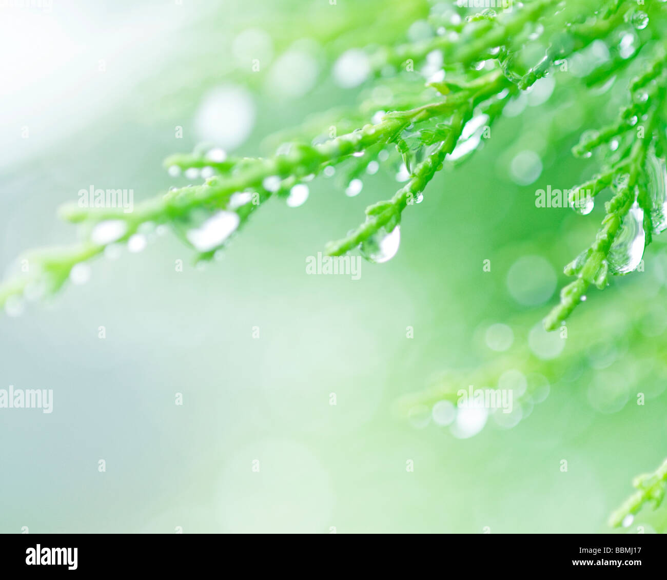 Water drops on tree branches, close-up Stock Photo - Alamy
