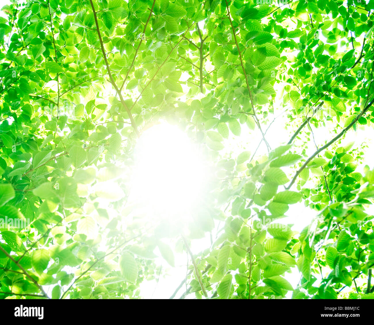 Sun shining through tree branches, low angle view Stock Photo - Alamy