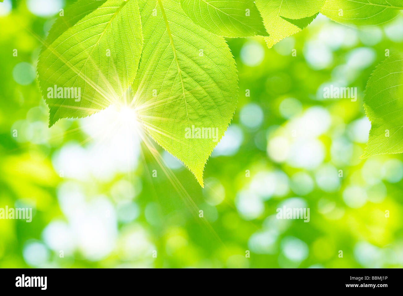 Low sun on tree hi-res stock photography and images - Alamy
