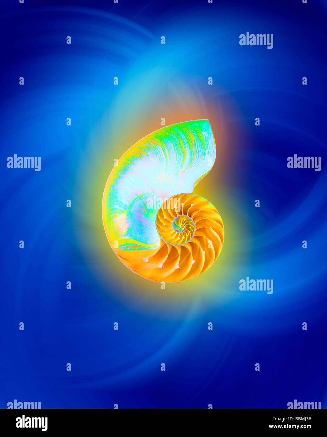 Nautilus shell on blue background, close-up Stock Photo - Alamy