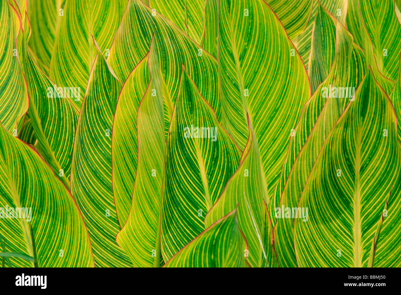 Japan, Green leaves Stock Photo - Alamy