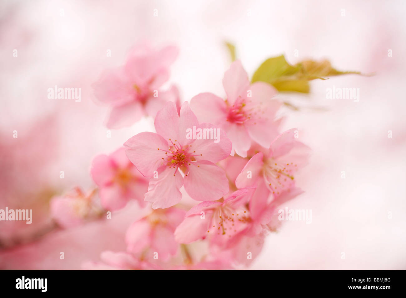 Japan, Japanese cherry, close-up Stock Photo - Alamy