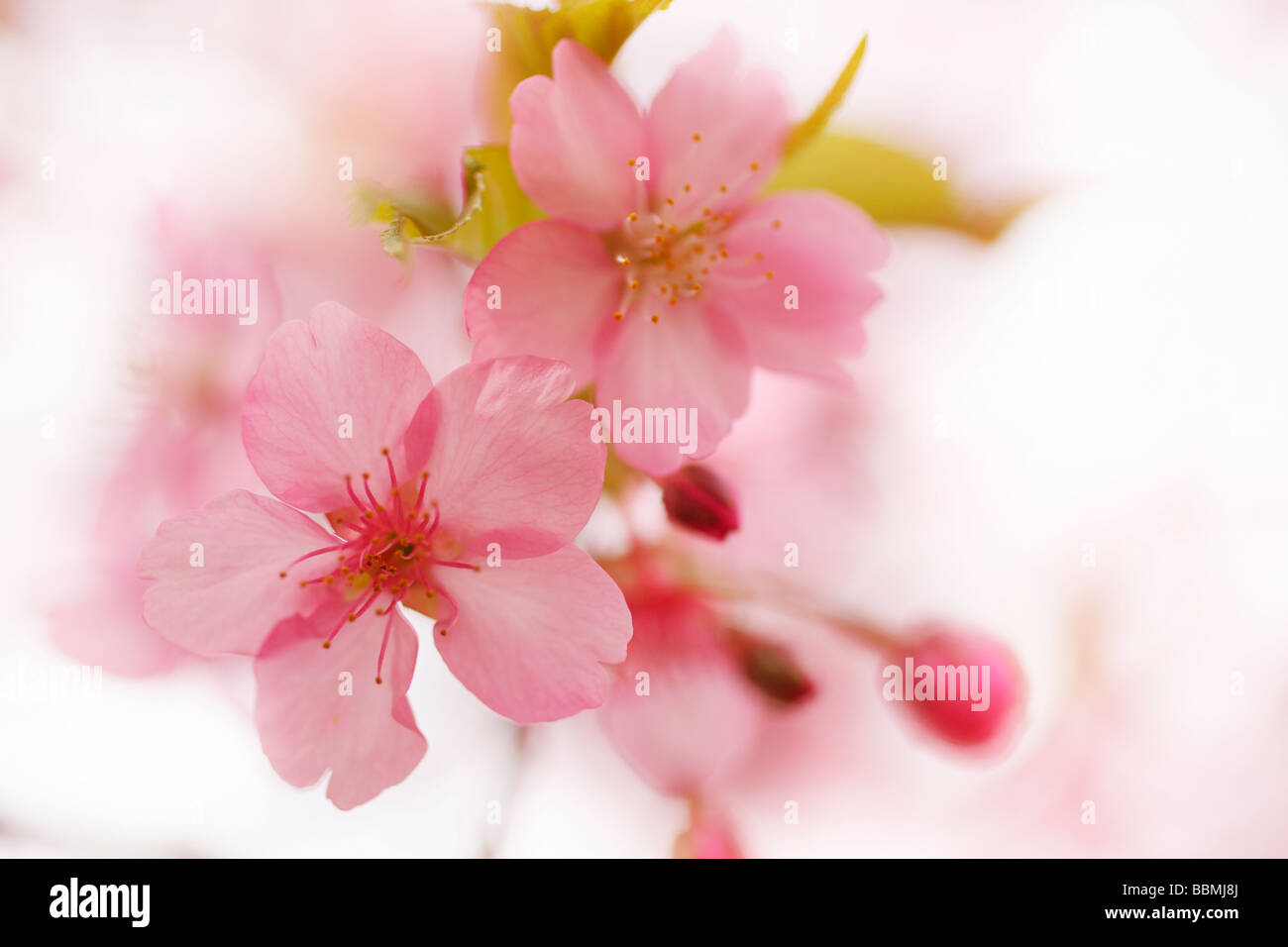 Japan, Japanese cherry, close-up Stock Photo - Alamy