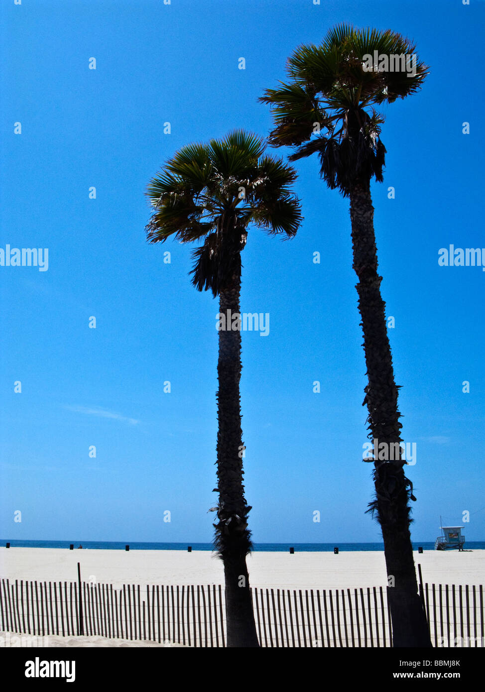 Palm Trees, California Stock Photo - Alamy
