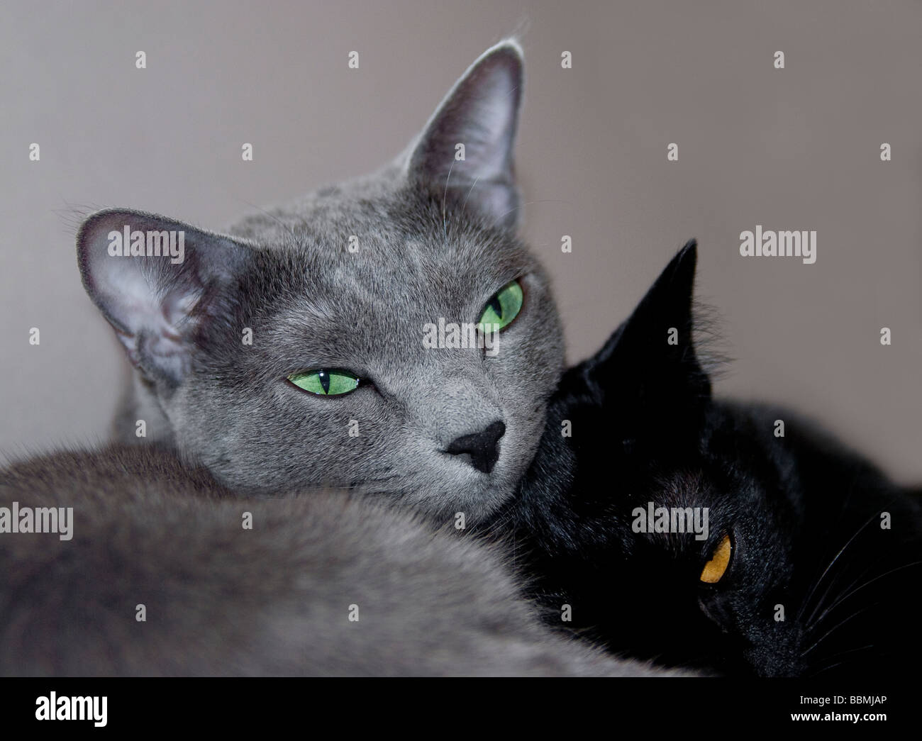 Two purebred cats peacefully relaxing together Stock Photo - Alamy