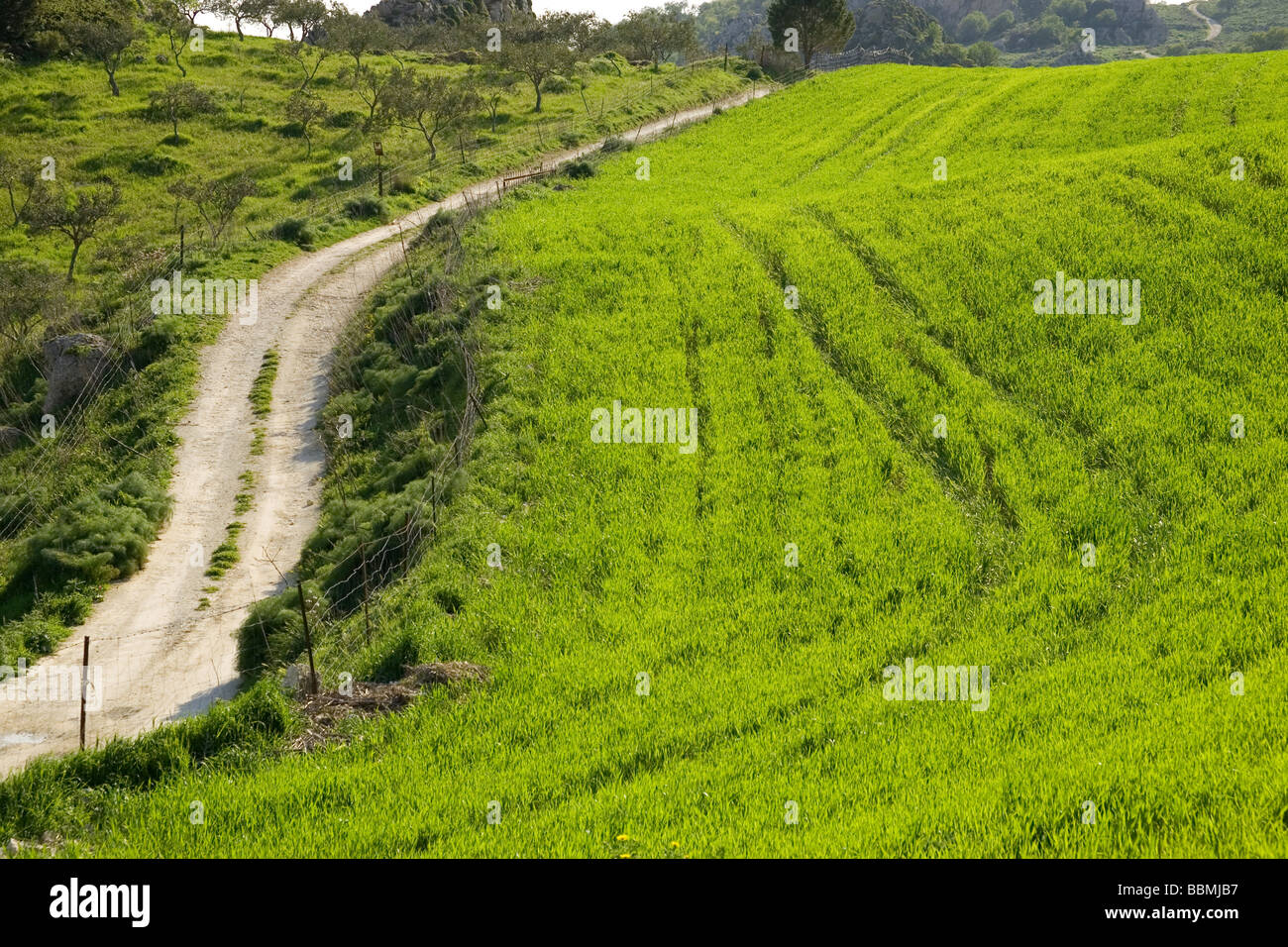 green fields white dirt road farms agriculture Agrigento Province ...