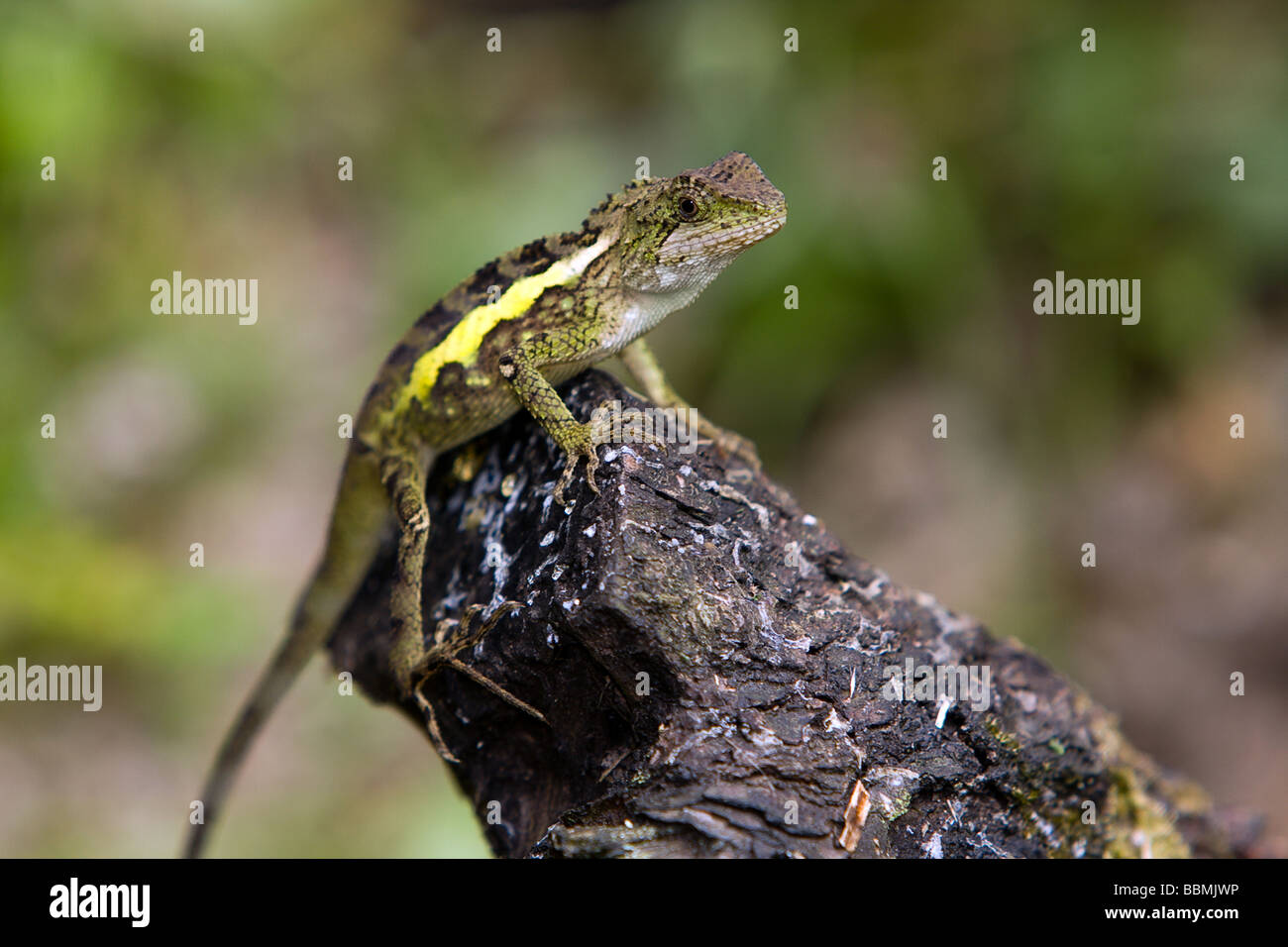 Swinhoes lizard hi-res stock photography and images - Alamy