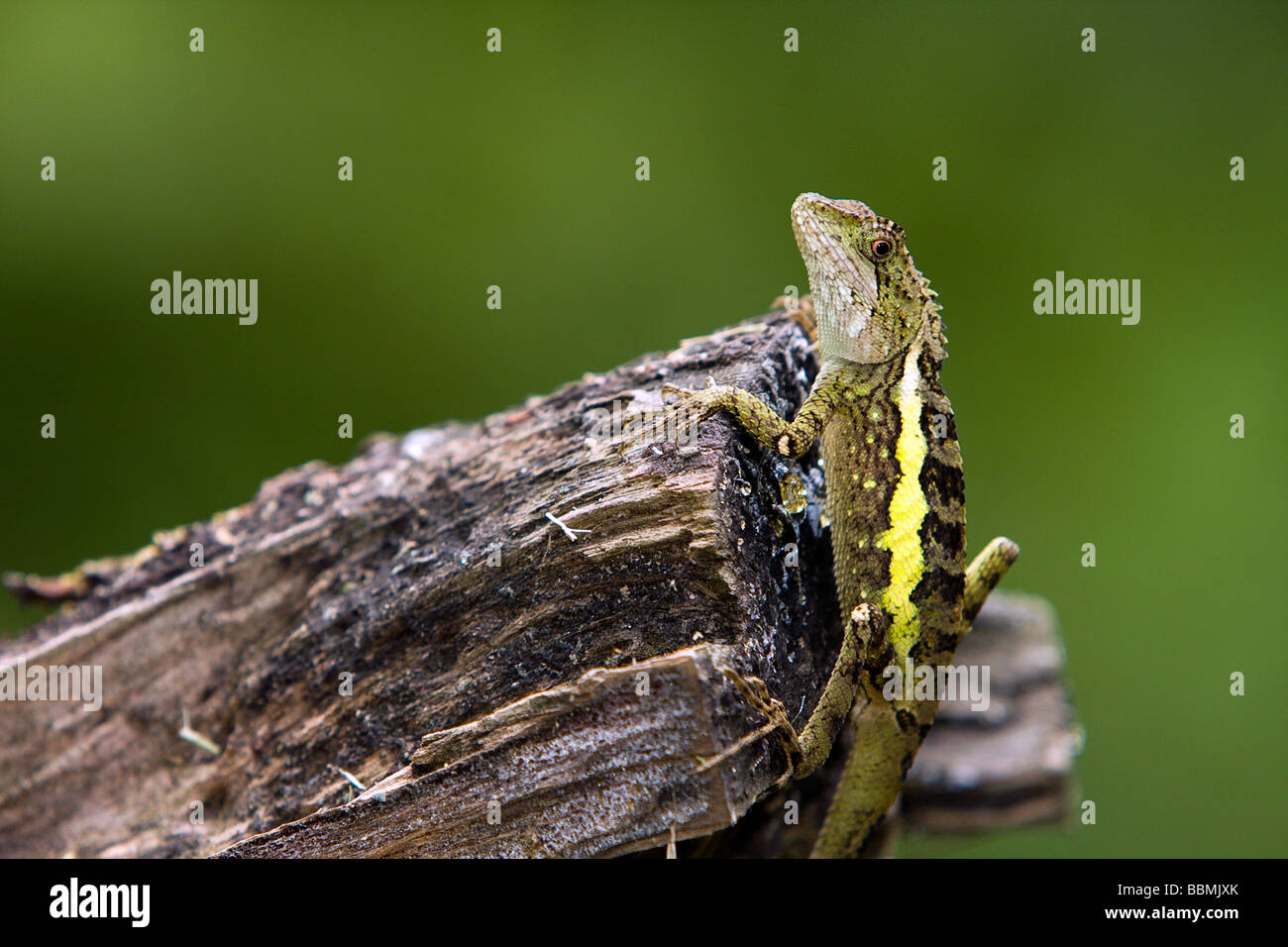 Taiwan japalura (Japalura swinhonis, Diploderma swinhonis), a.k.a ...