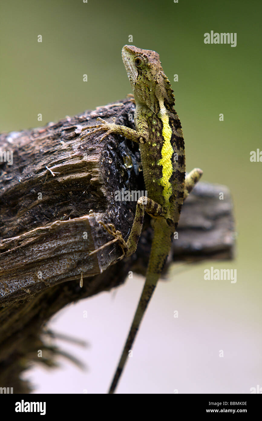 Diploderma hi-res stock photography and images - Alamy