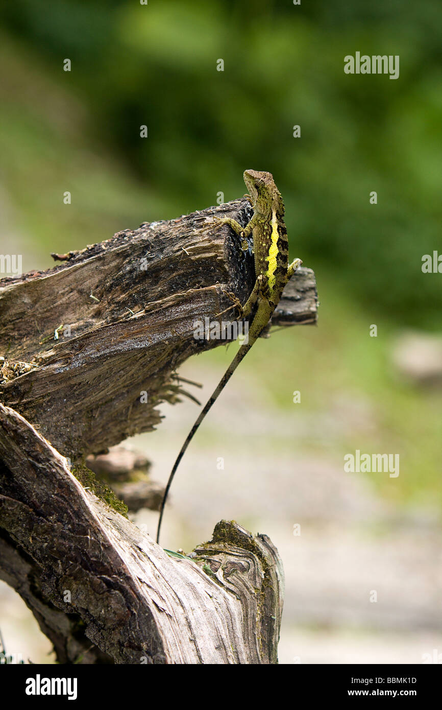 Diploderma hi-res stock photography and images - Alamy