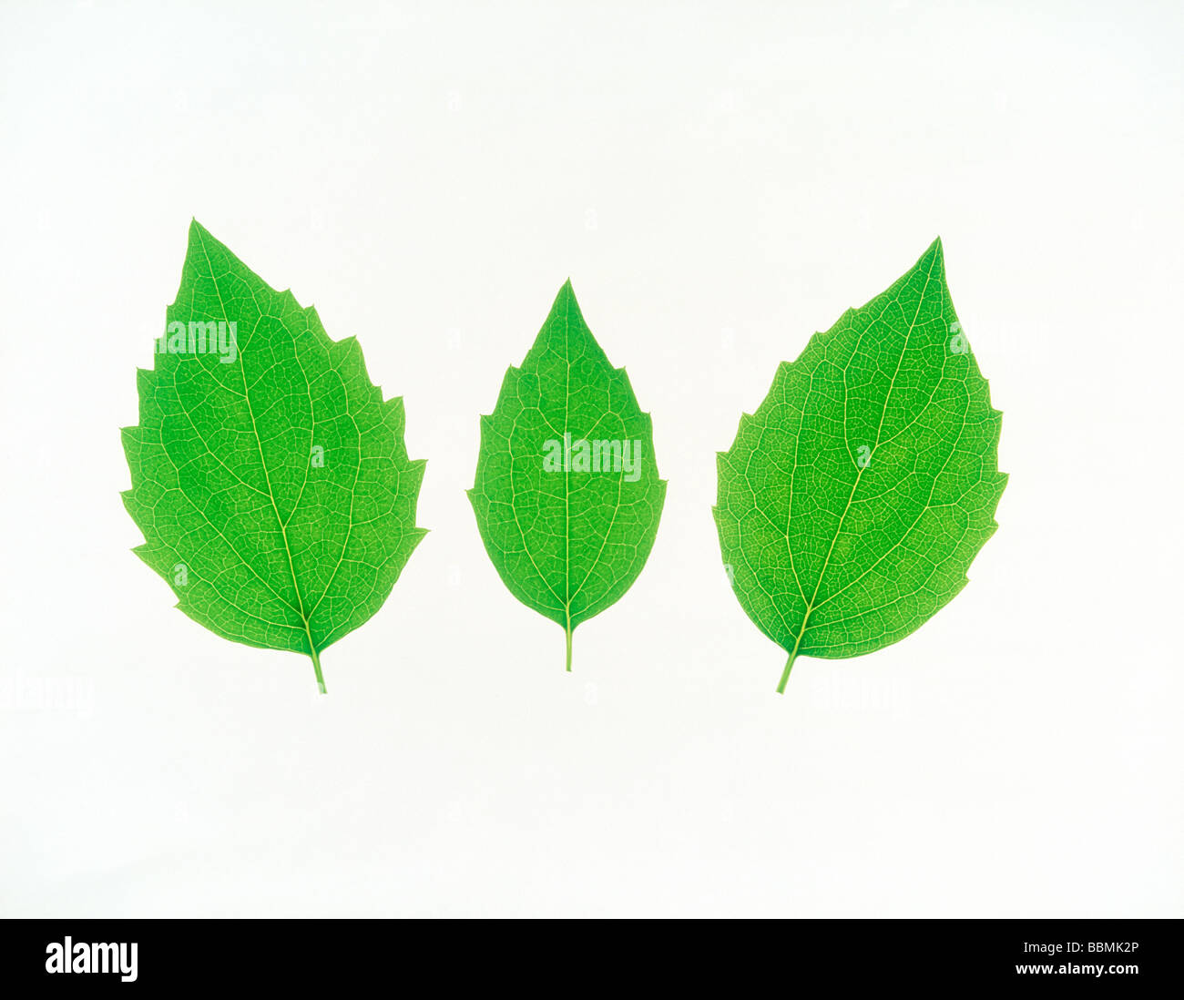 Tapering leaves hi-res stock photography and images - Alamy