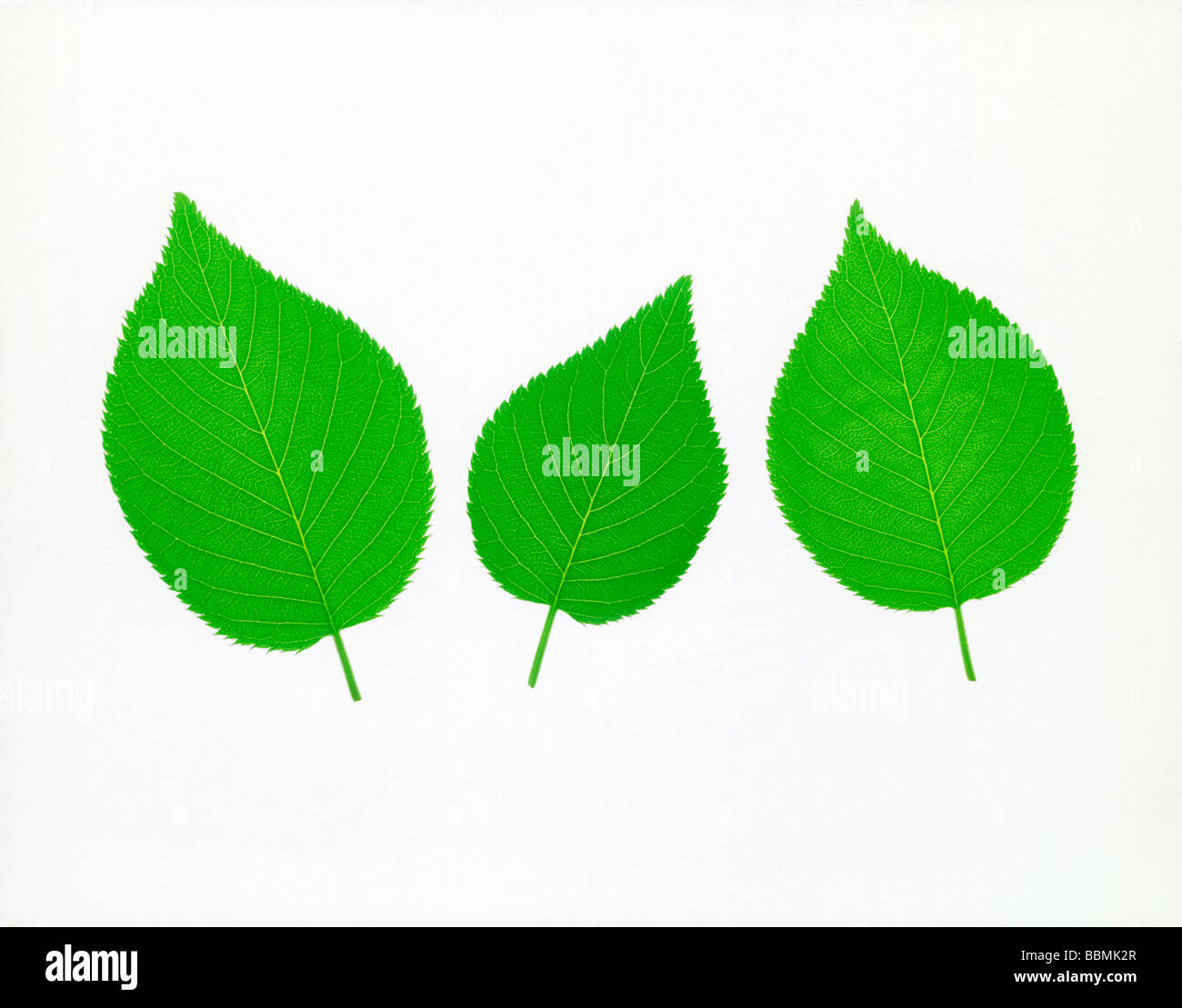 Green tapering leaves hi-res stock photography and images - Alamy