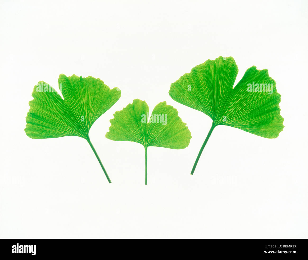 View of three leaves over white background Stock Photo - Alamy