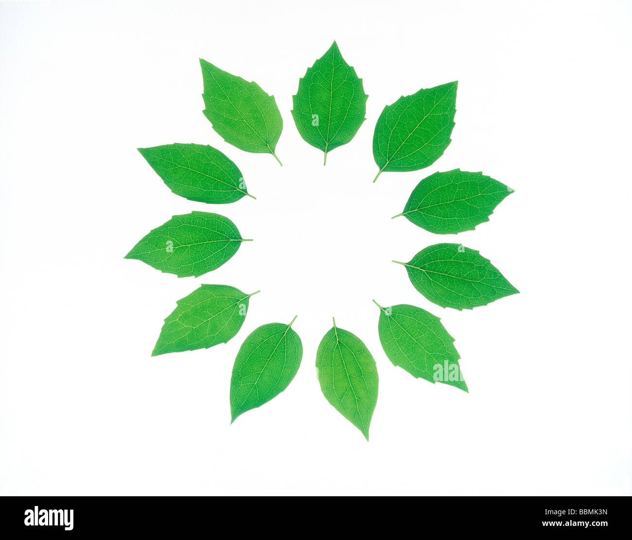 Circle shaped leaves hi-res stock photography and images - Alamy