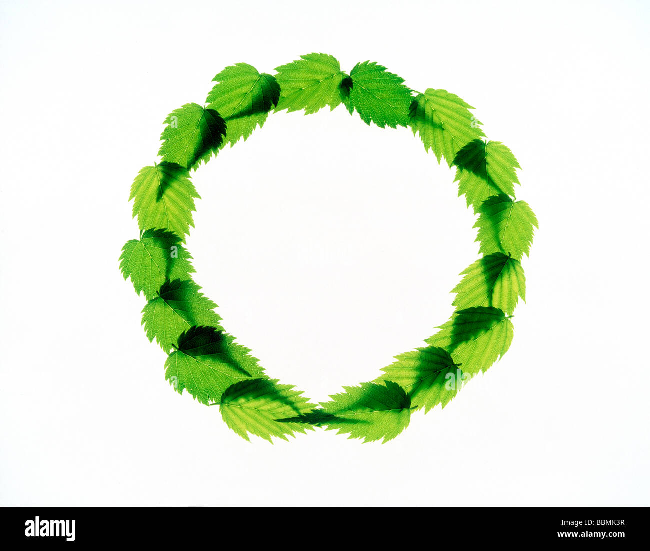 Circle shaped leaves hi-res stock photography and images - Alamy