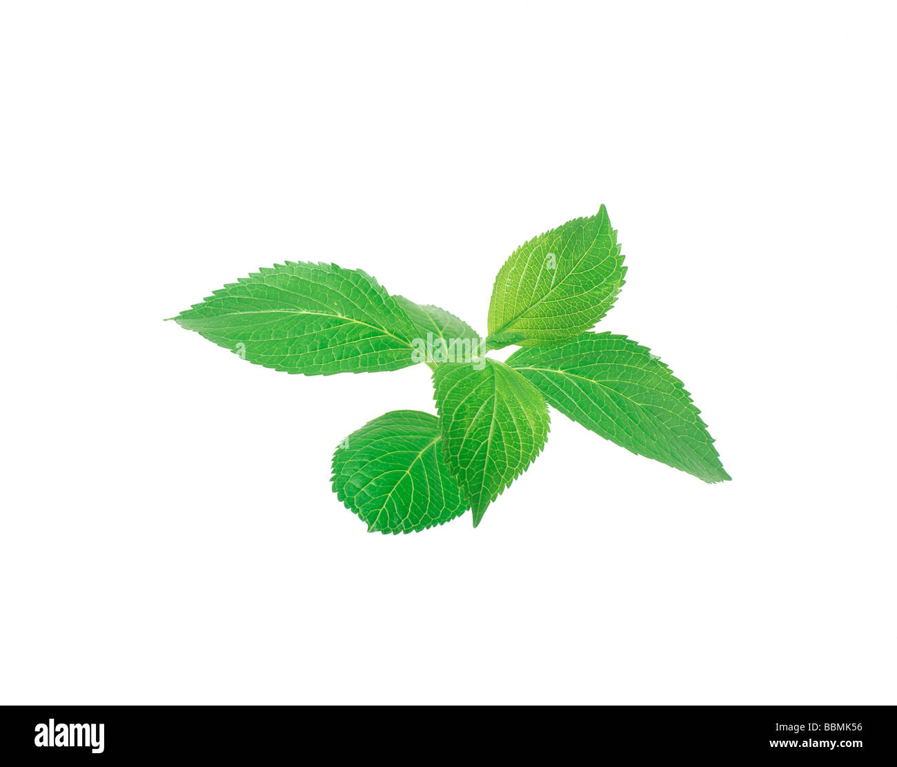 Photosynthesis view Cut Out Stock Images & Pictures - Alamy