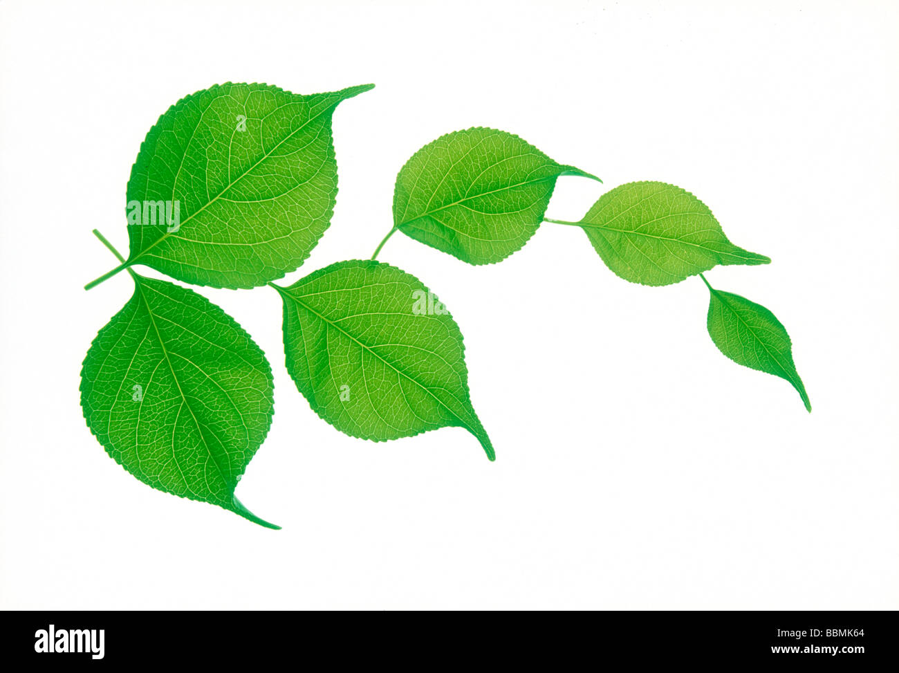 View of tapering leaves over white background Stock Photo - Alamy