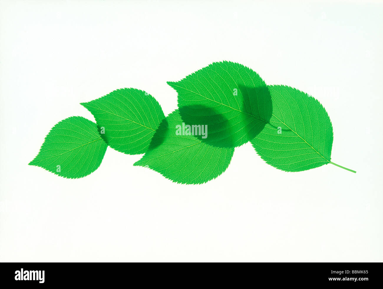 View of tapering leaves over white background Stock Photo - Alamy