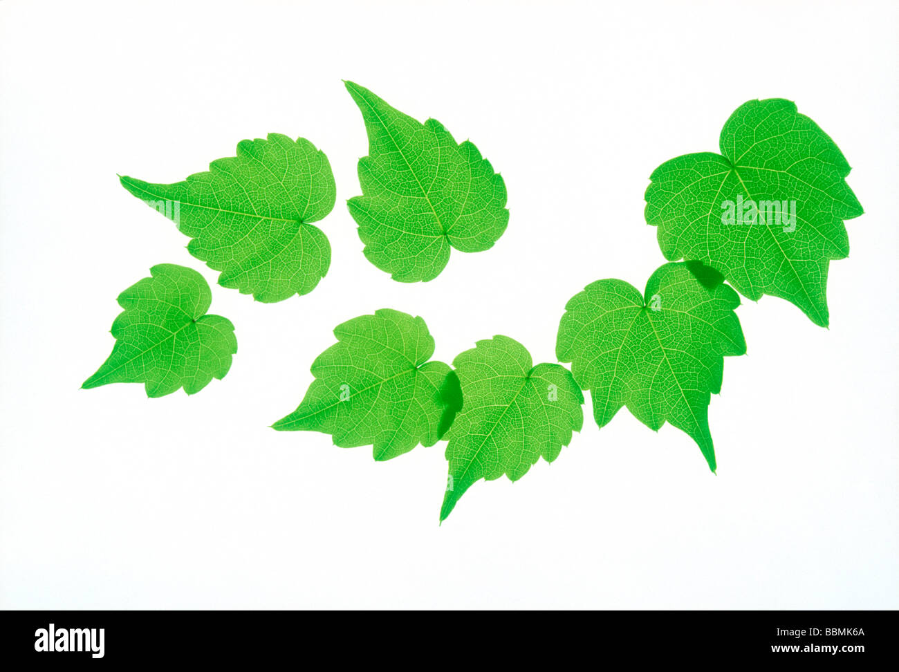 Tapering leaves hi-res stock photography and images - Alamy