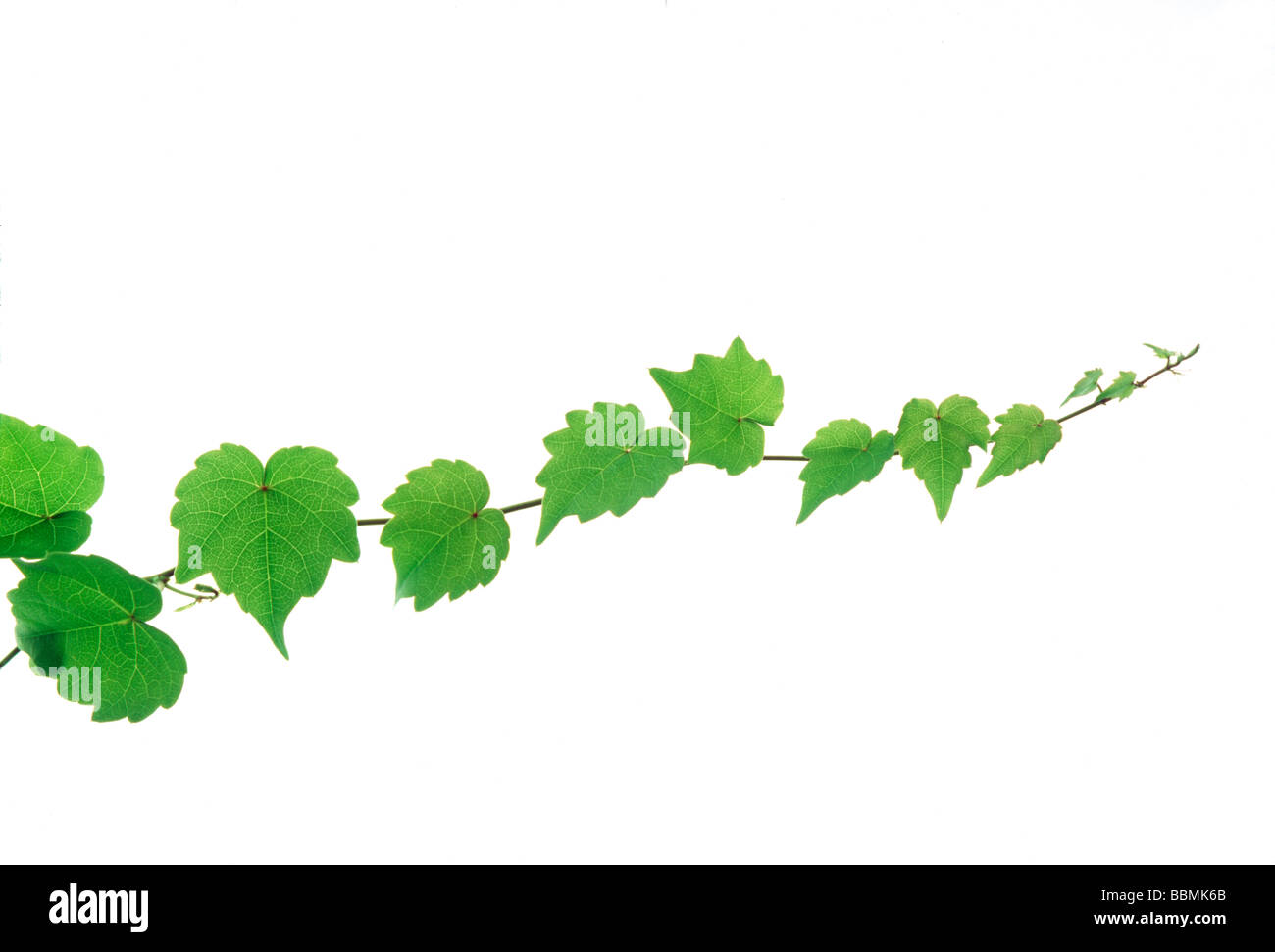 View of a stem with green leaves Stock Photo - Alamy