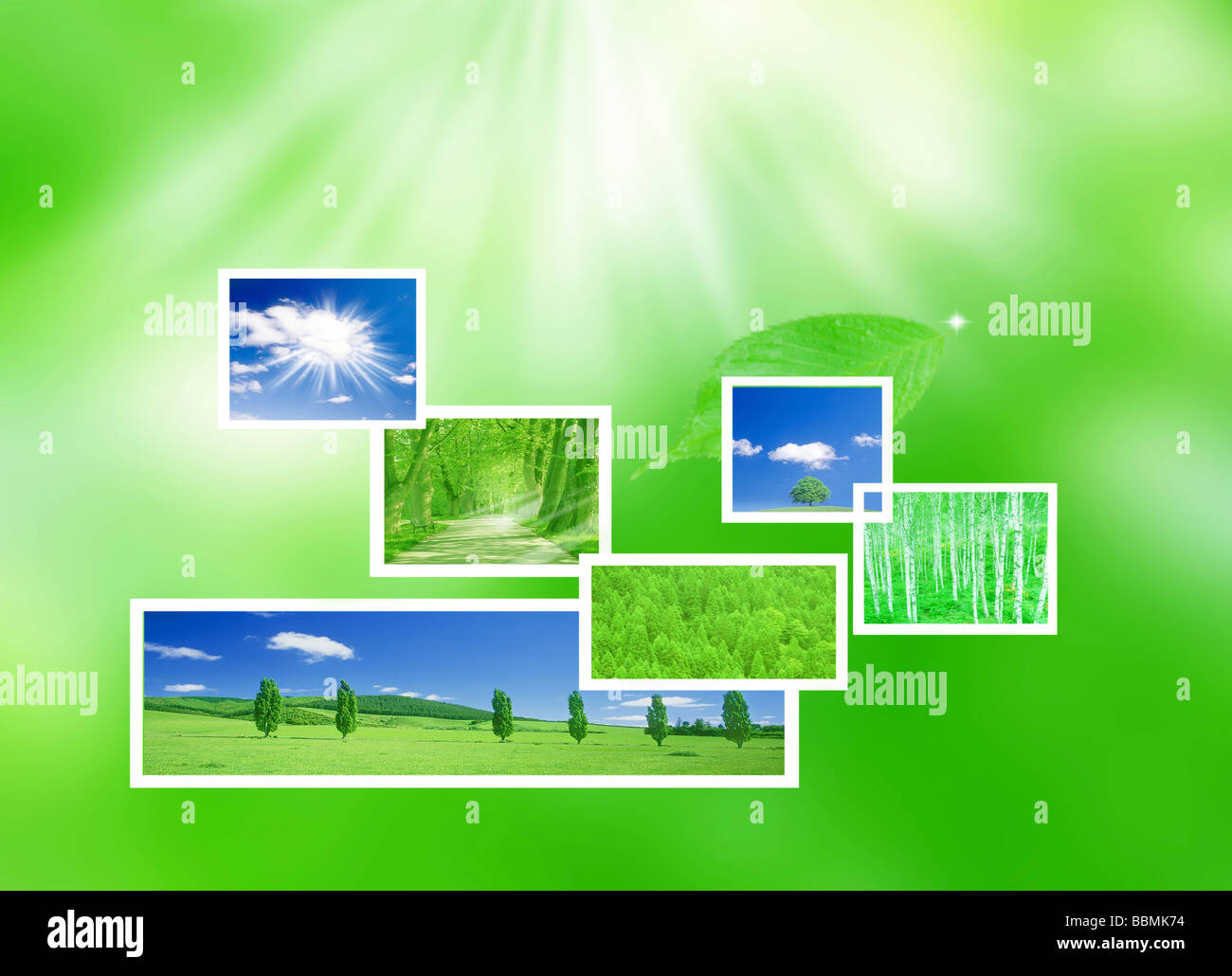 Collage of trees Stock Photo - Alamy