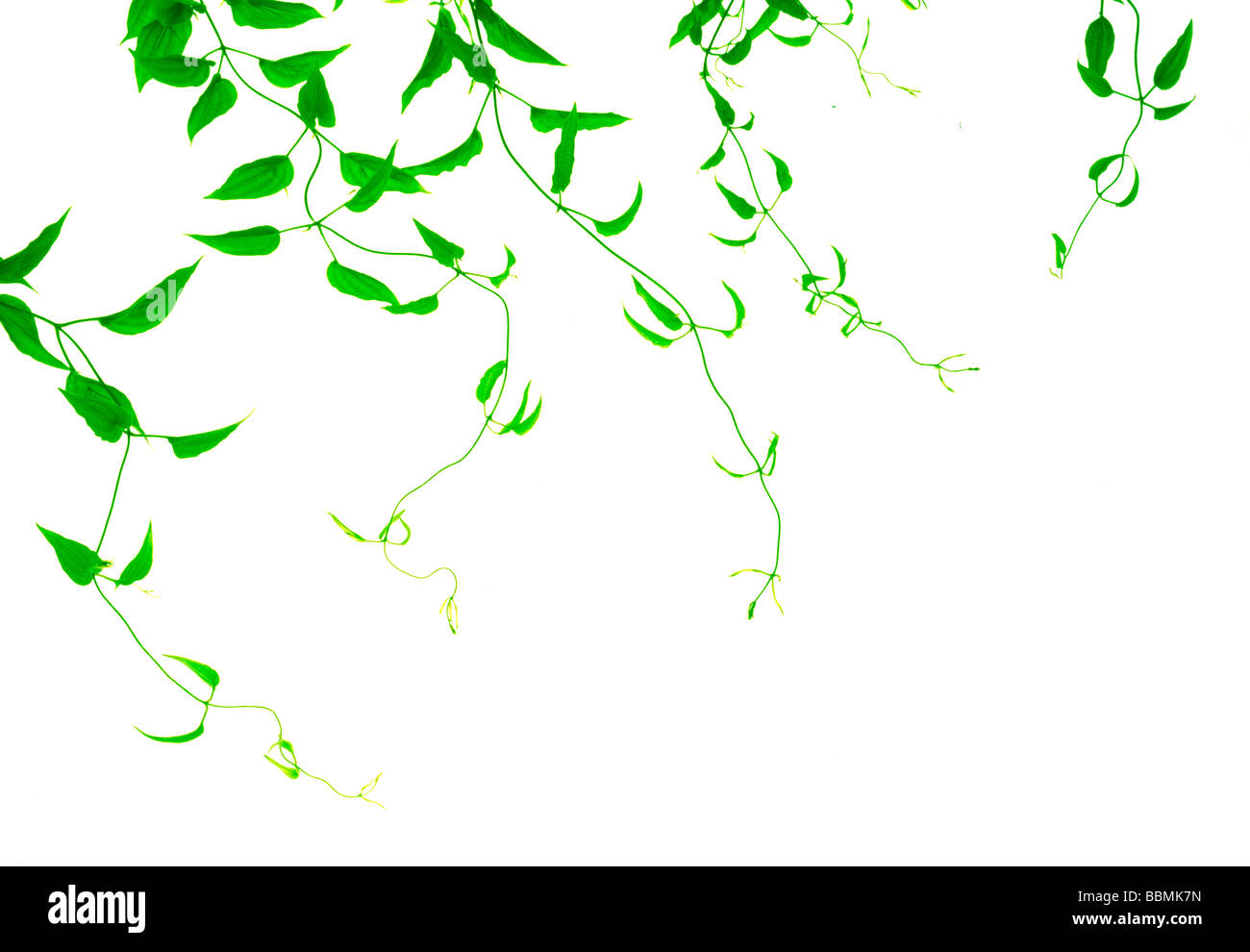 View of stems with green leaves Stock Photo - Alamy