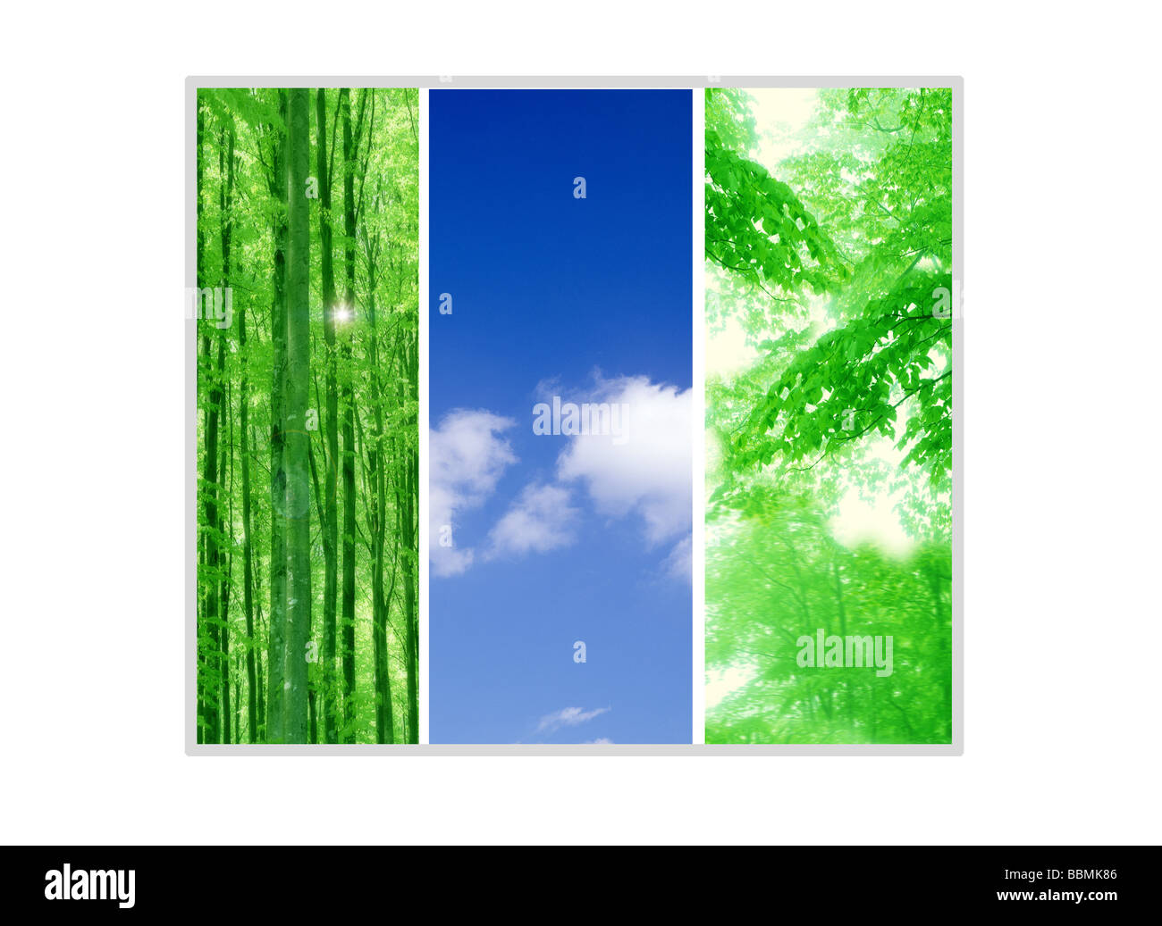 A view of trees Cut Out Stock Images & Pictures - Alamy