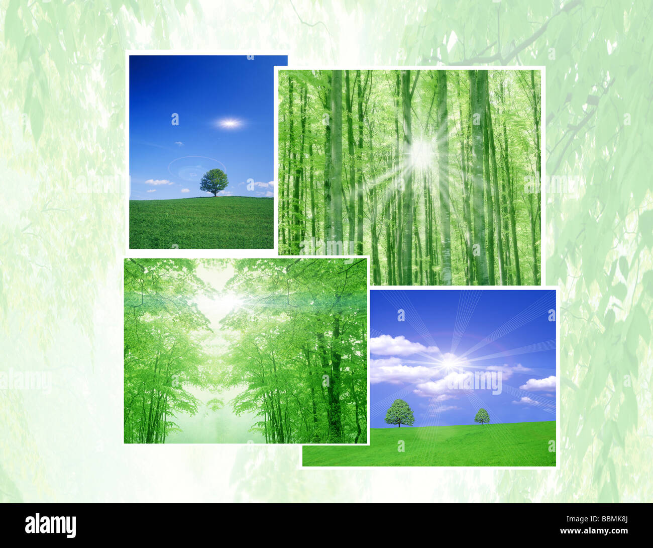 Collage of trees Stock Photo - Alamy