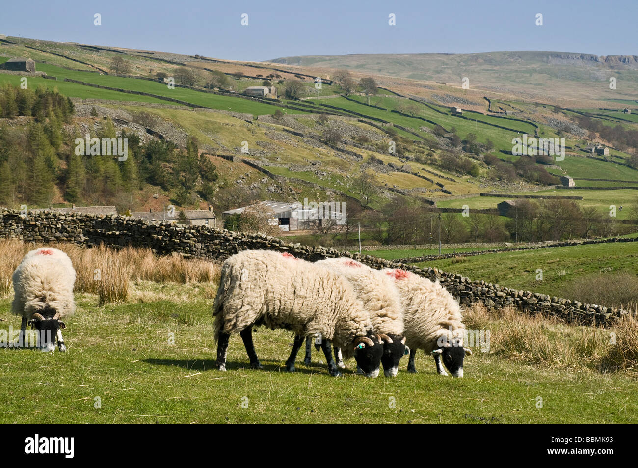 dh Yorkshire Dales National Park SHEEP UK Sheep grazing on moorland ...