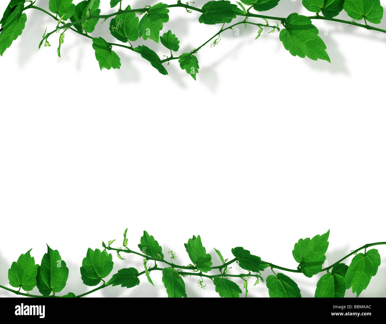 View of stems with green leaves Stock Photo - Alamy