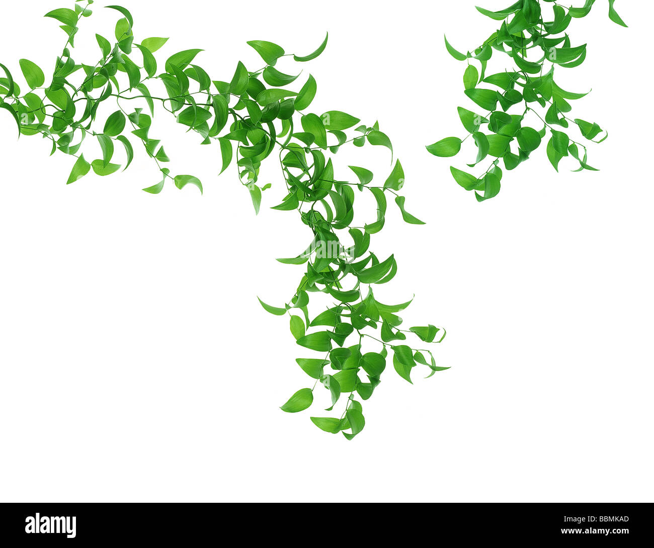 View of stems with green leaves Stock Photo - Alamy