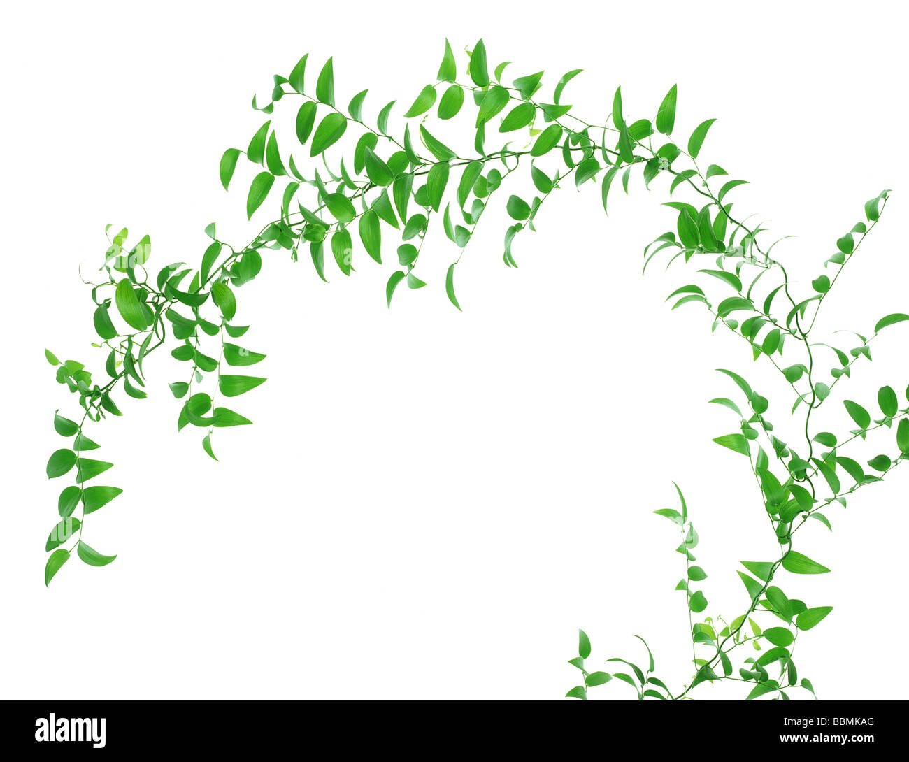 View of a stem with green leaves Stock Photo - Alamy