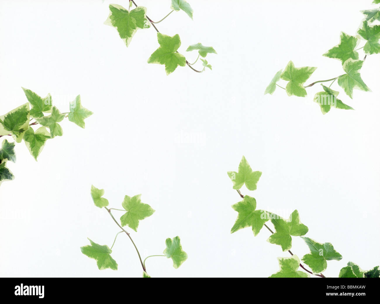 View of stems with green leaves Stock Photo - Alamy