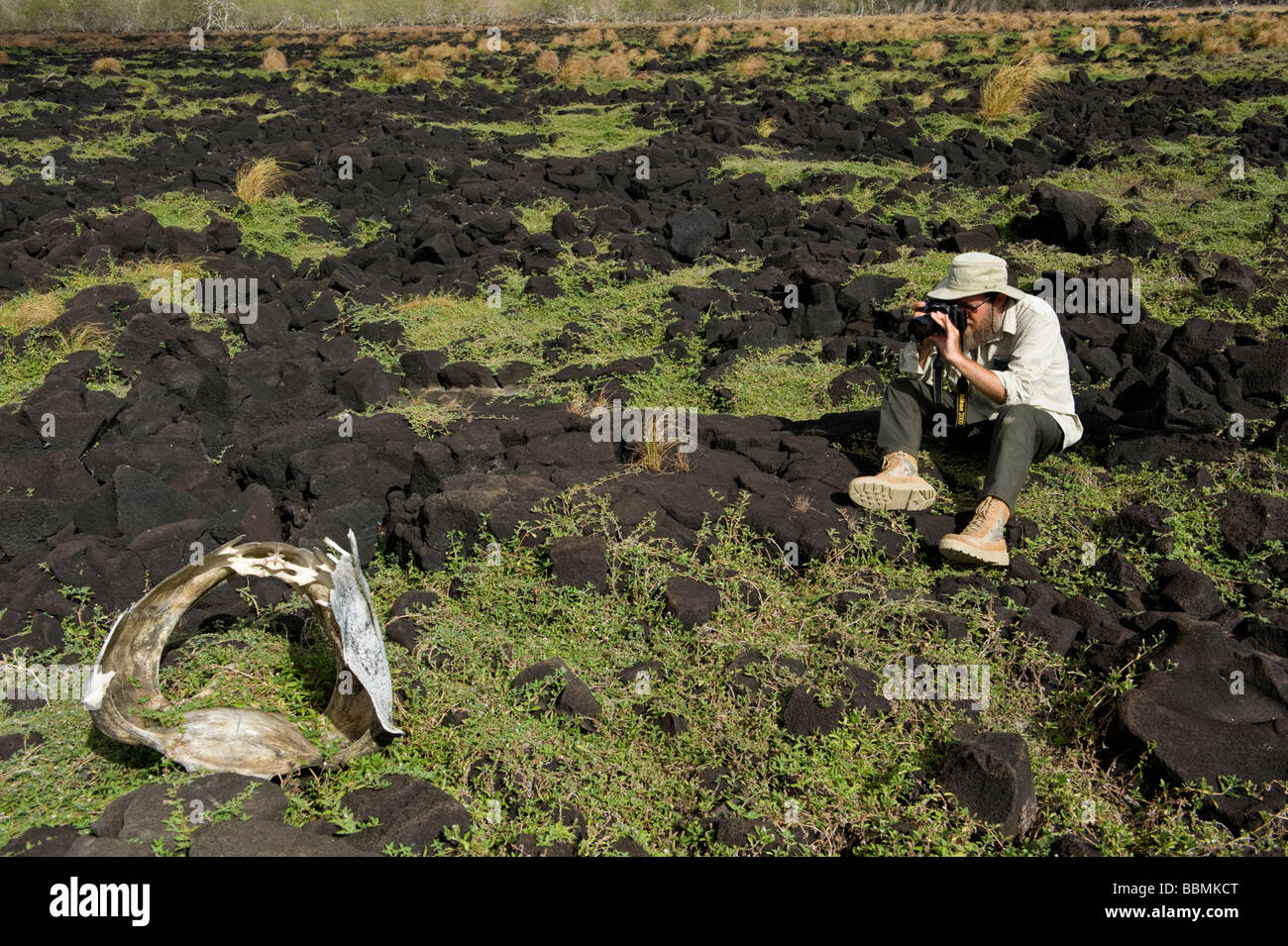 Dead tortoise hi-res stock photography and images - Alamy