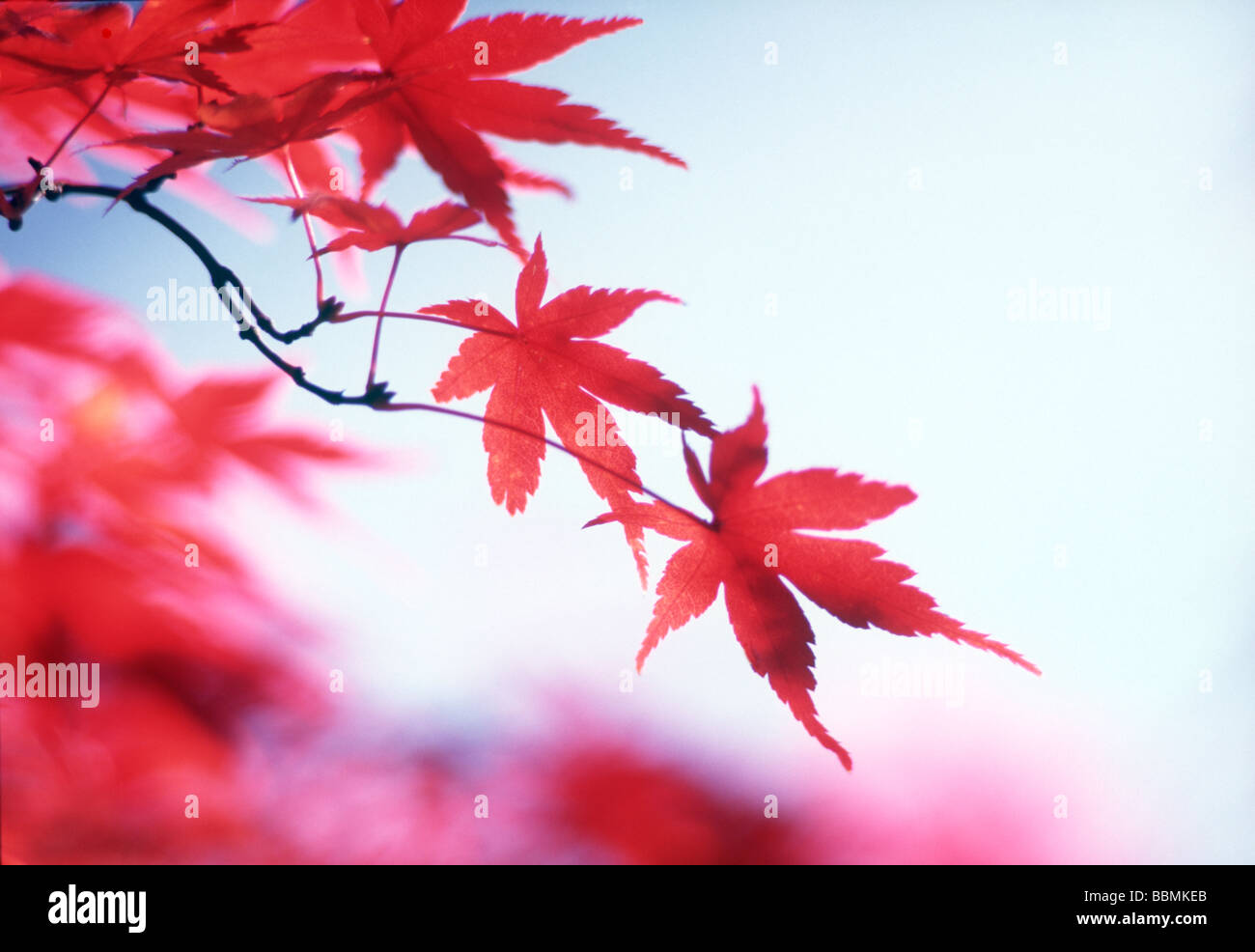 View of a stem with red leaves Stock Photo - Alamy