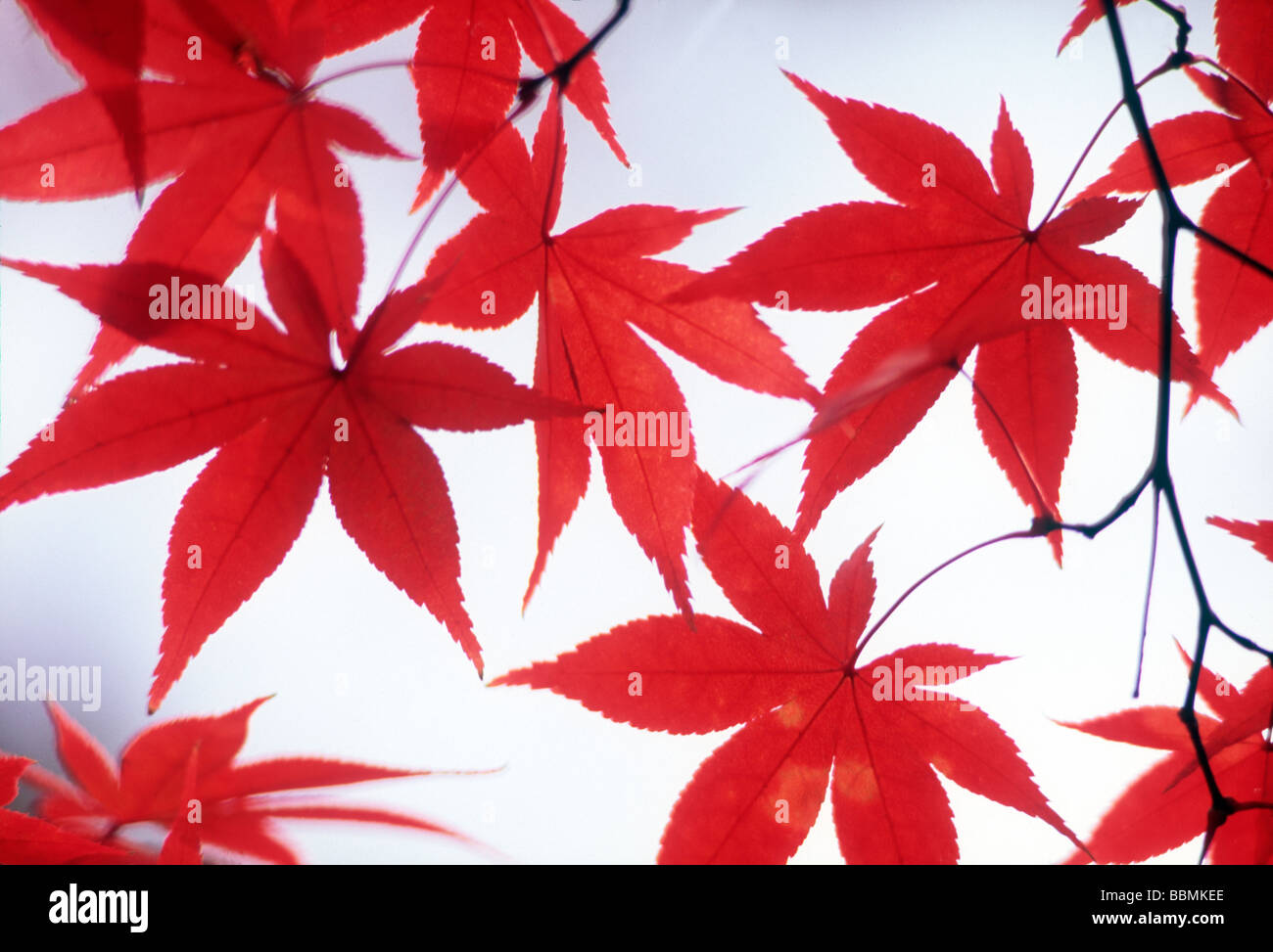 View of stems with red leaves Stock Photo - Alamy