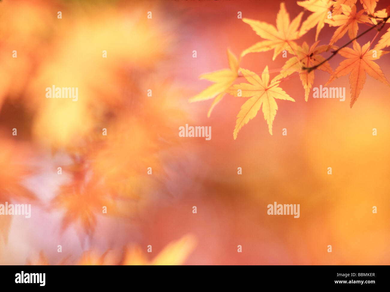 View of maple leaves Stock Photo - Alamy