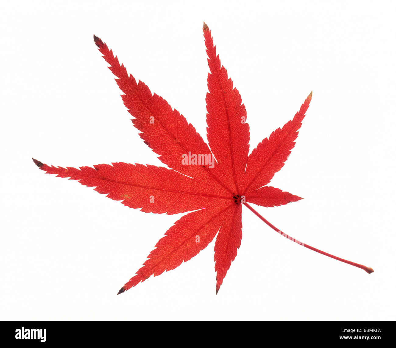 View of a maple leaf Stock Photo - Alamy