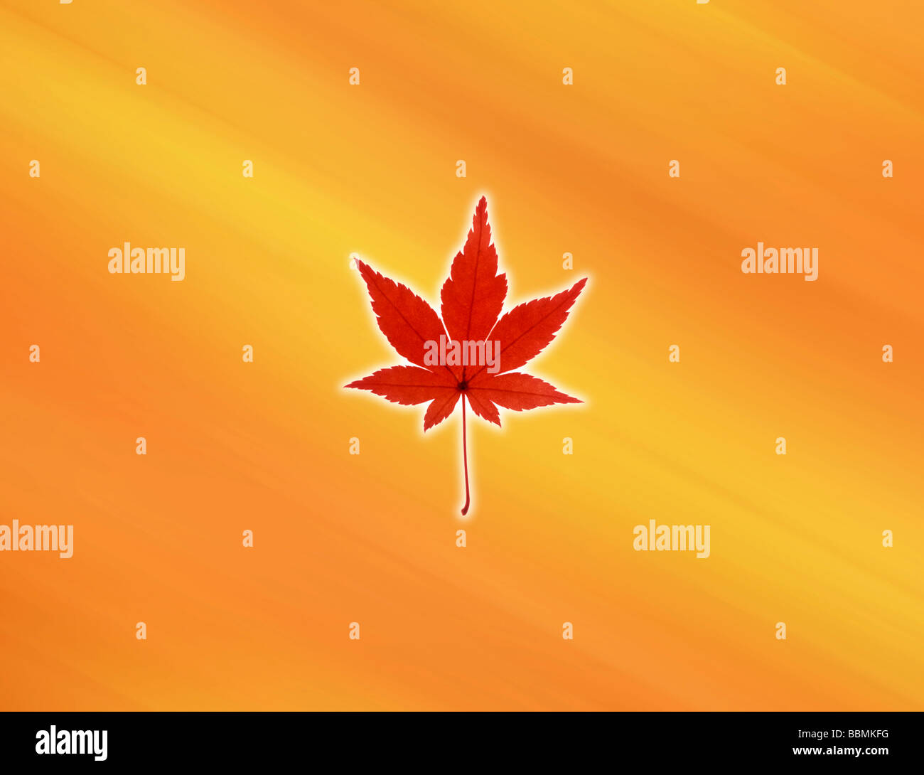 Maple view hi-res stock photography and images - Alamy